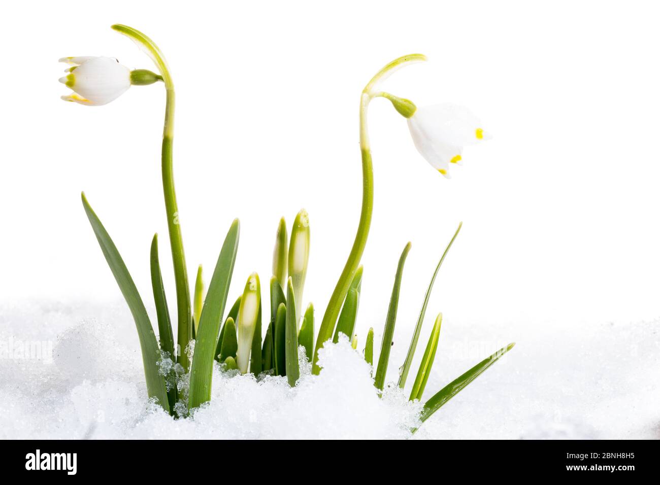 Spring snowflake (Leucojum vernum) in snow, Ain, France, February ...