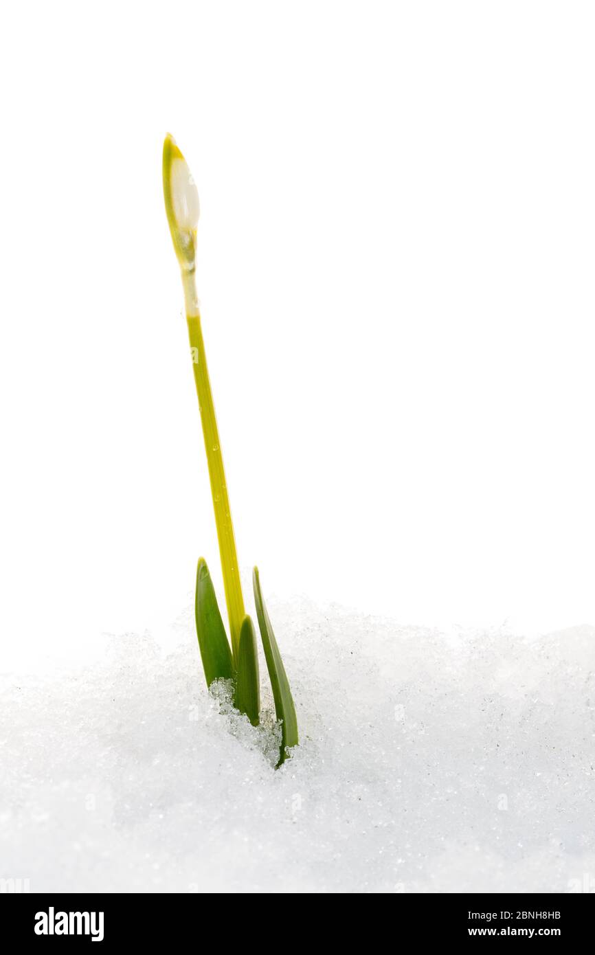Spring snowflake (Leucojum vernum) in snow, Ain, France, February ...