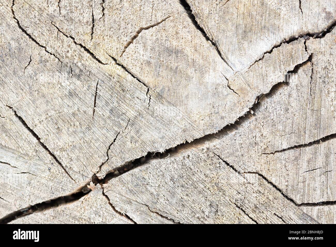 Cross section of tree trunk log showing growth rings with diagonal ...