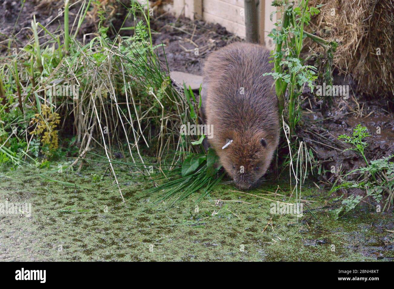 Eurasian beaver (Castor fiber) emerging from an artificial lodge and ...