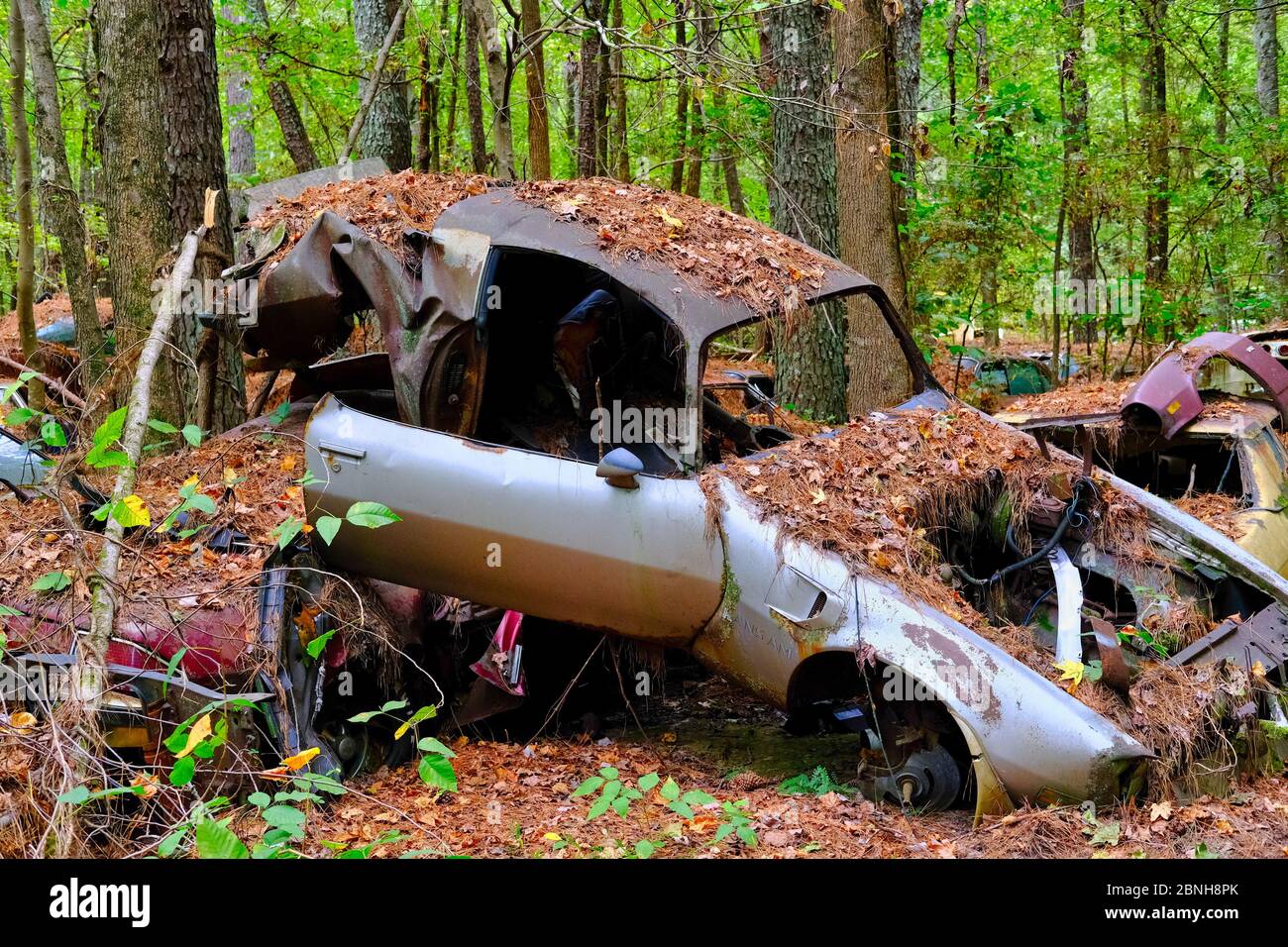 Trans Am Crashed in Woods Stock Photo - Alamy