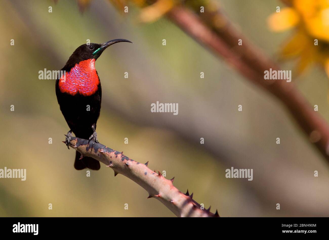 Scarlet chested sunbird hi-res stock photography and images - Alamy