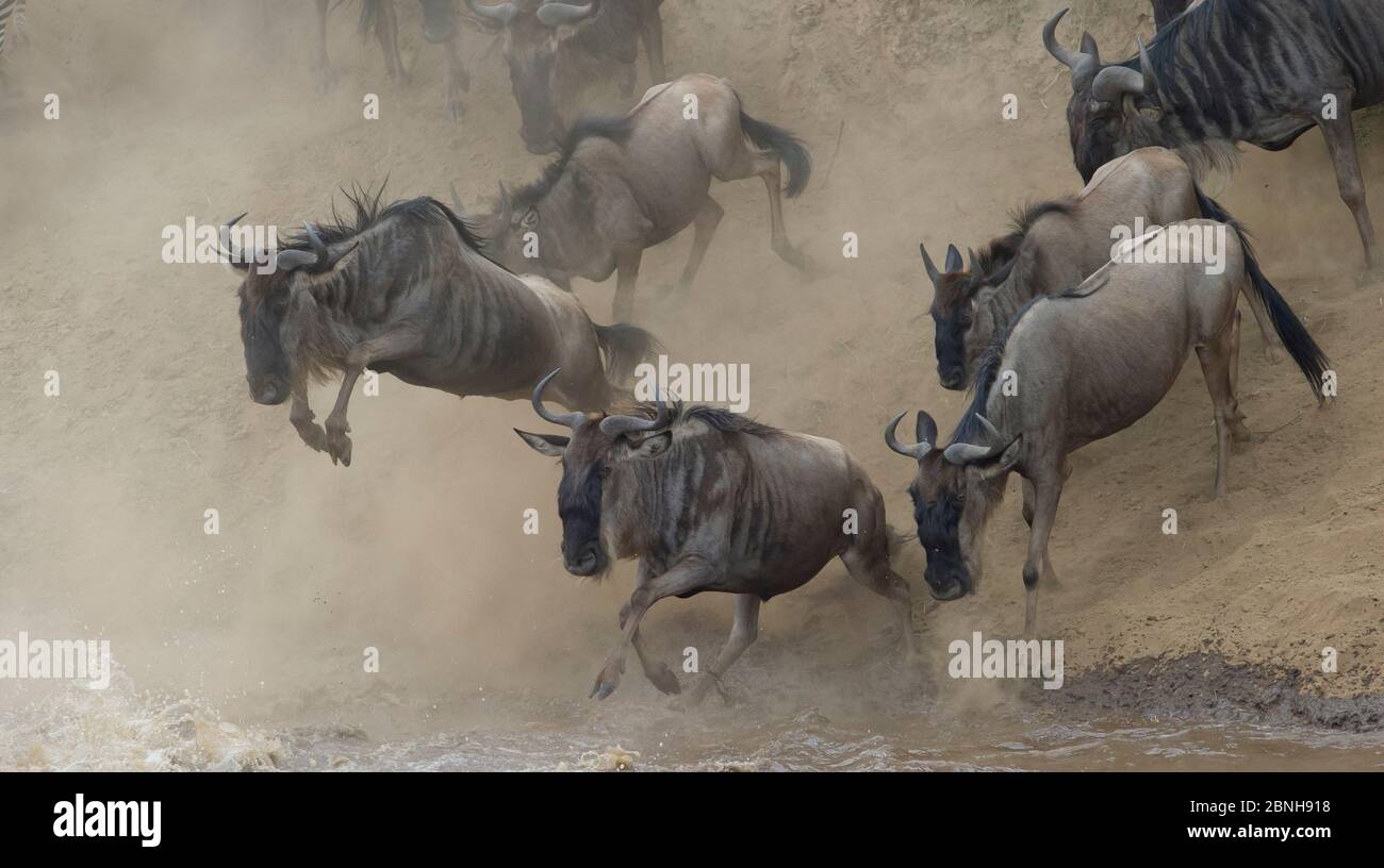 Blue Wildebeest (Connochaetes taurinus) crossing the treacherous Mara ...