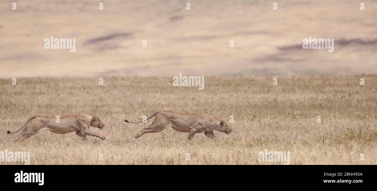 Lionesses (Panthera leo) two hunting in the Ngorongoro Crater, Tanzania ...