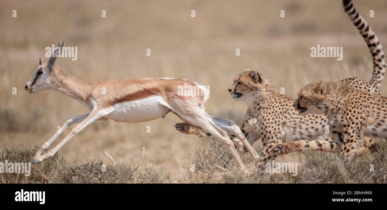 Cheetah (Acinonyx jubatus) hunting Springbok (Antidorcas marsupialis ...