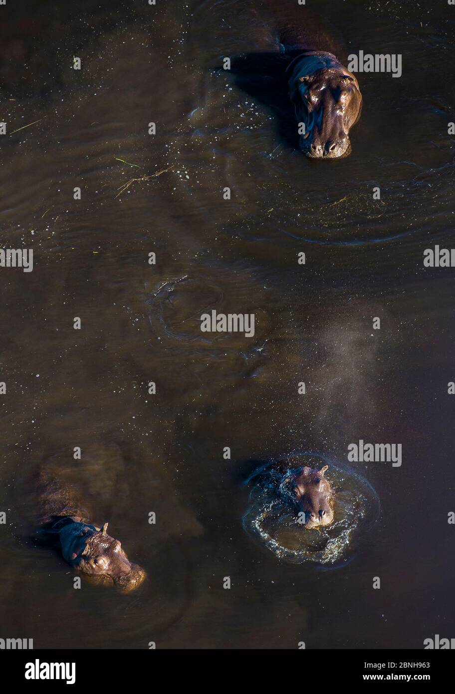 Hippopotamus (Hippopotamus amphibius) aerial group of herd in water ...