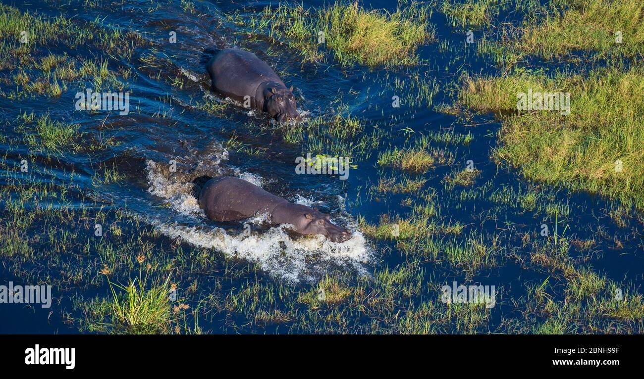 Hippopotamus (Hippopotamus amphibius) in the water, aerial view of ...