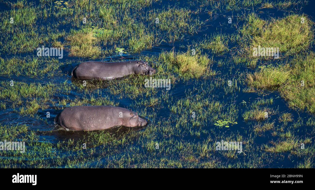 Aerial landscape photograph of the Okavango Delta swamp in Botswana ...