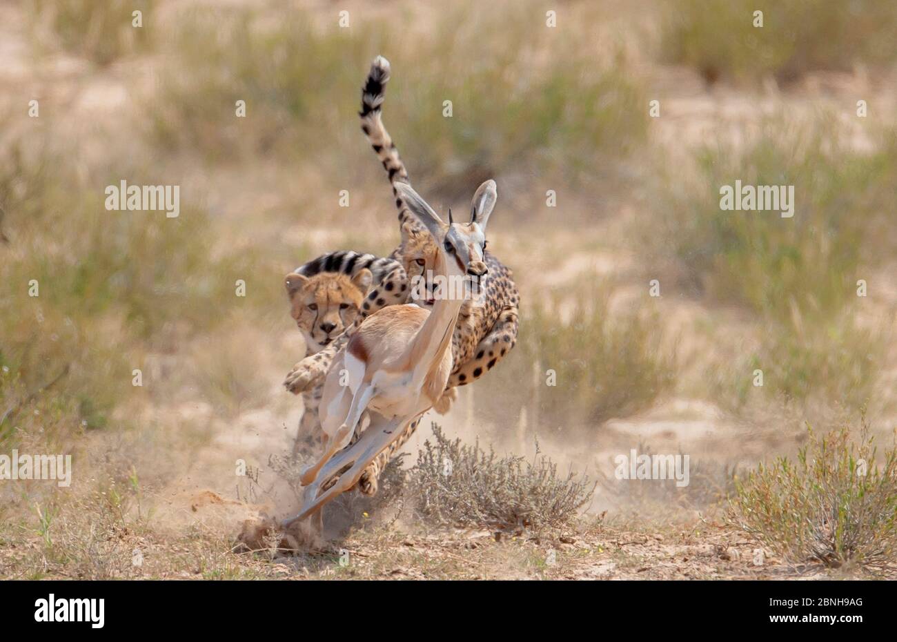 Cheetah chasing springbok hi-res stock photography and images - Alamy