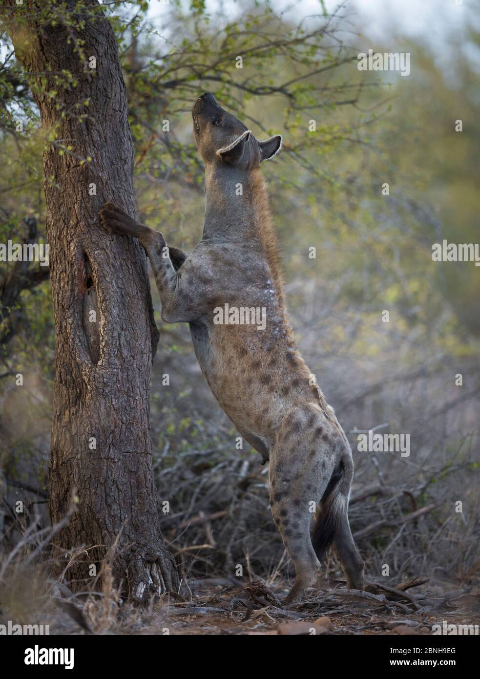 Spotted Hyena (Crocuta crocuta) stands on her back legs looking up into ...