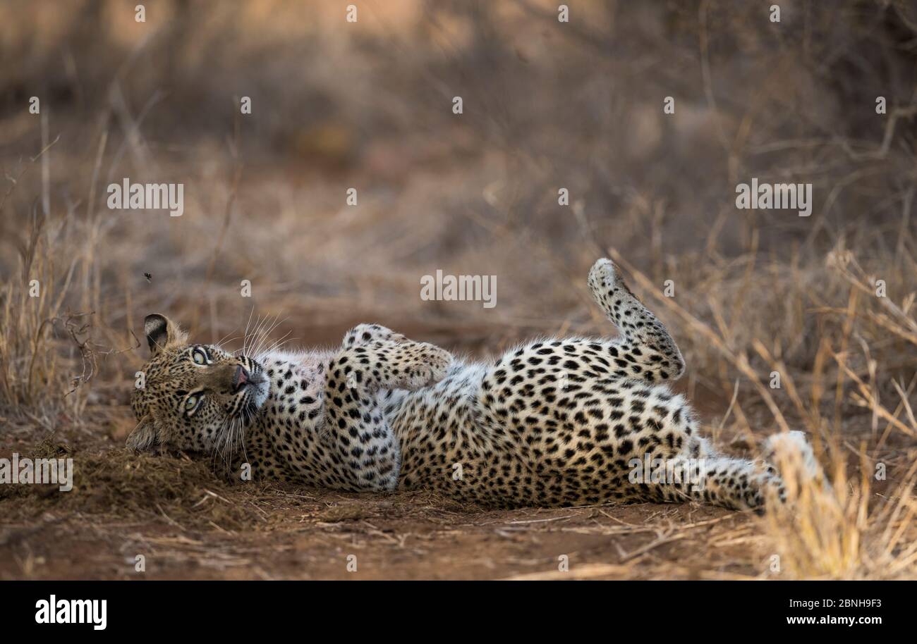 Greater kruger national park hi-res stock photography and images - Alamy