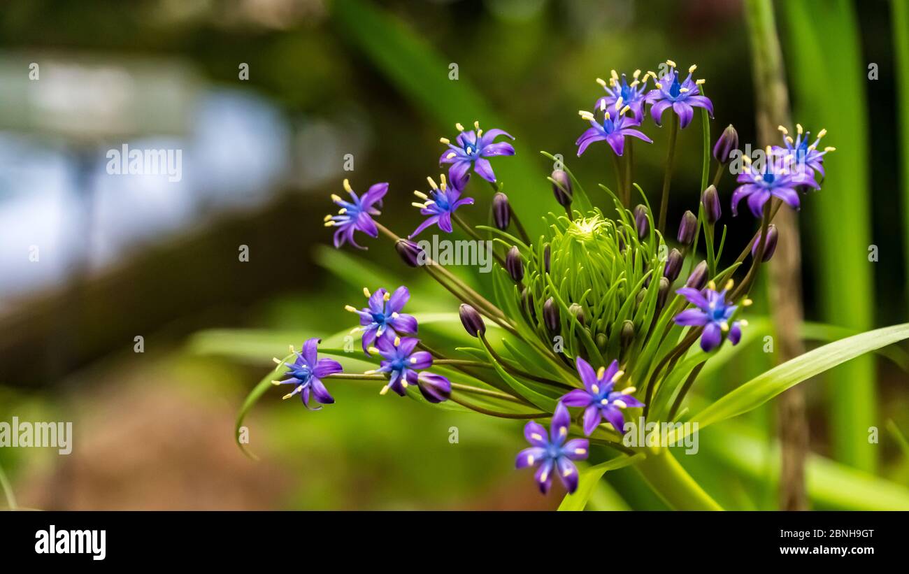Cluster lilies hi-res stock photography and images - Alamy