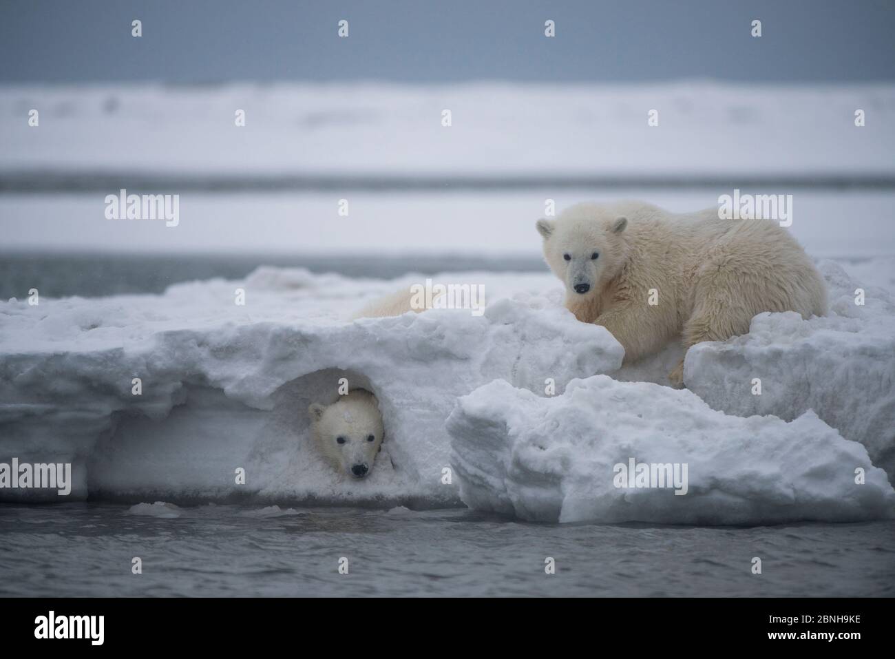 Two Polar bear (Ursus maritimus) cubs playing in a snow drift on sea ice, off the 1002 Area ...