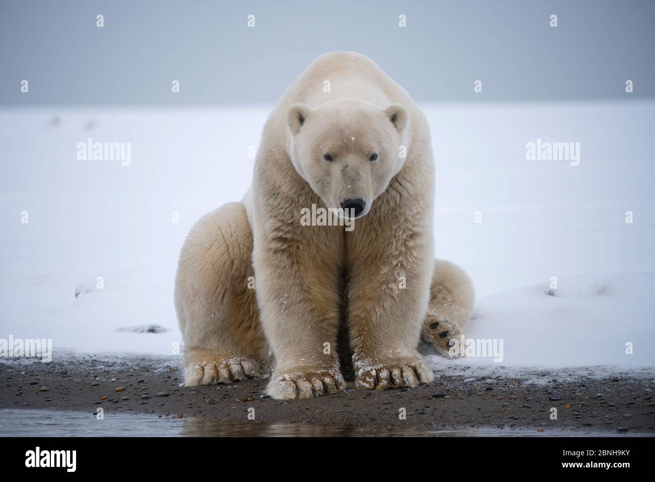 Polar bear (Ursus maritimus) boar sitting on edge of newly formed pack ...