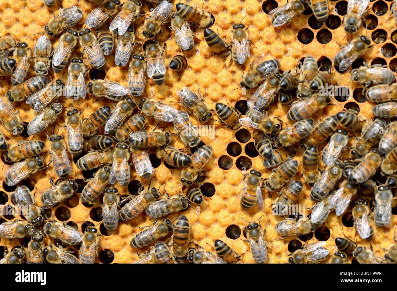 European worker honey bees (Apis mellifera) on honeycomb feeding larvae ...