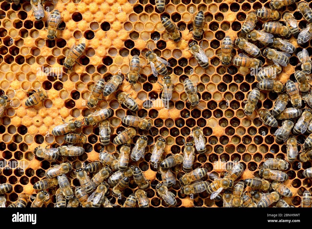 European worker honey bees (Apis mellifera) on comb feeding larvae in ...