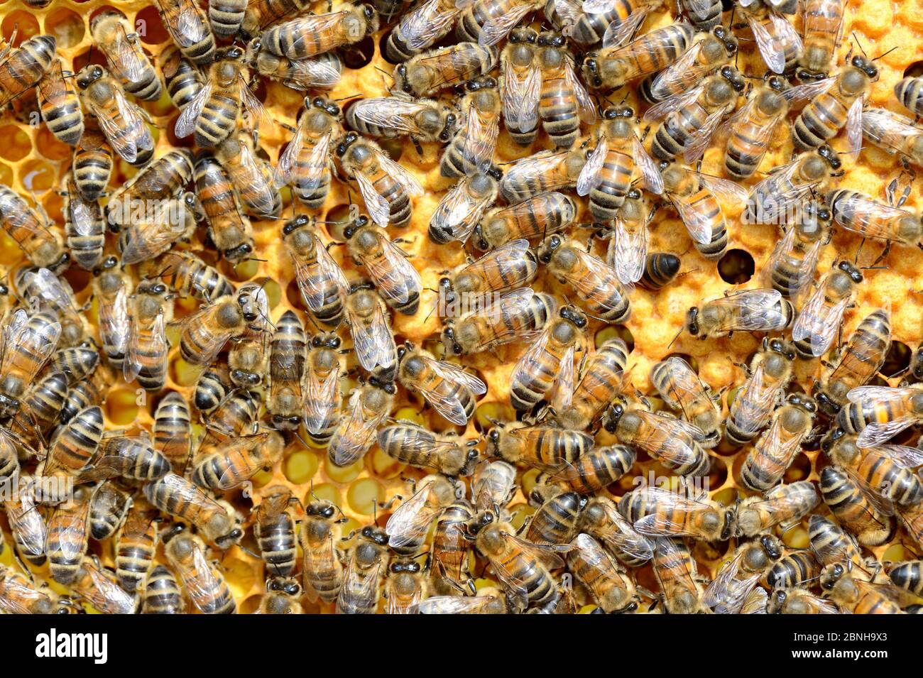 European worker honey bees (Apis mellifera) on honeycomb feeding larvae ...