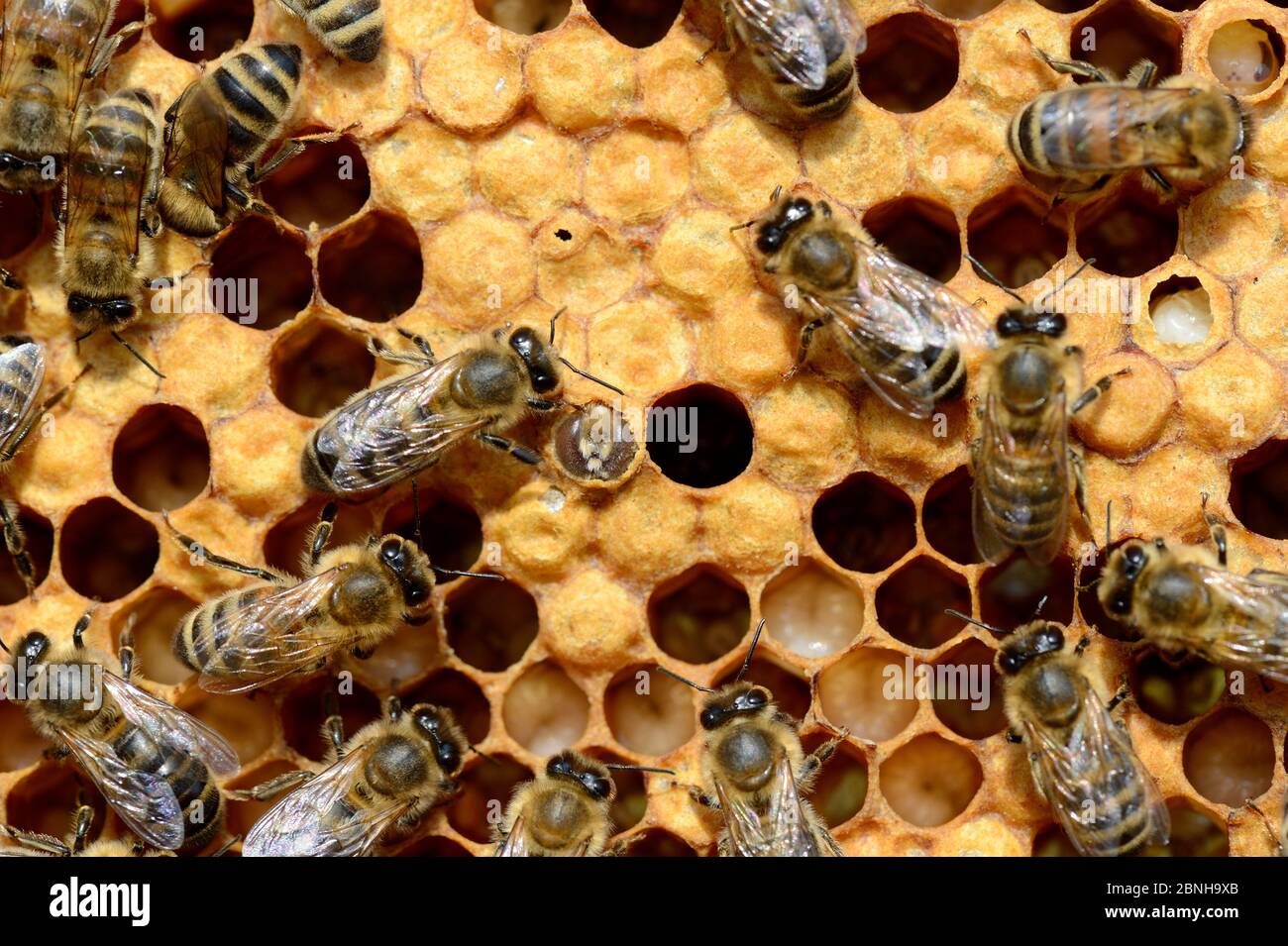 European worker honey bees (Apis mellifera) on comb feeding larvae in ...