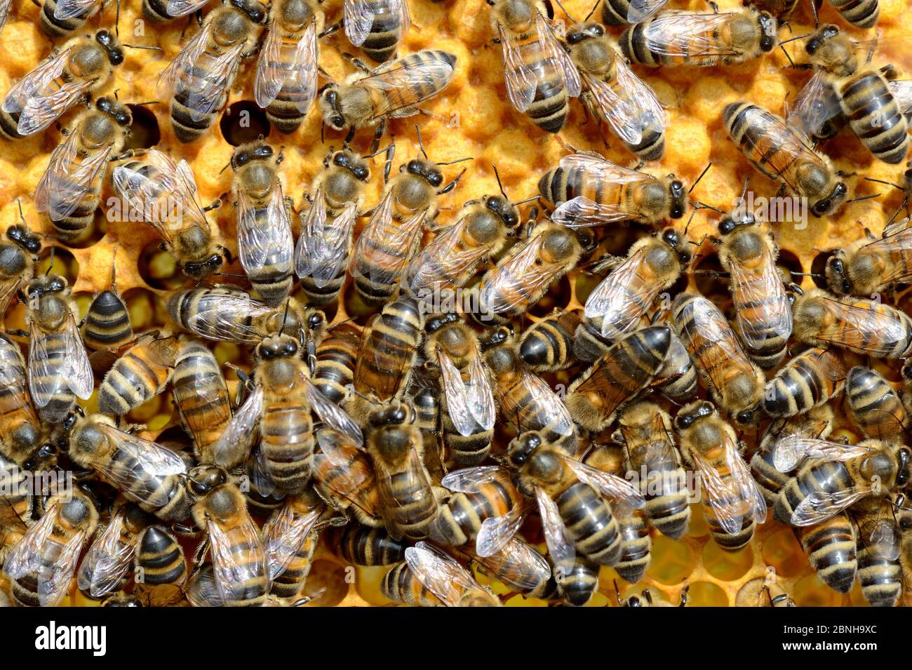 European worker honey bees (Apis mellifera) on honeycomb feeding larvae ...