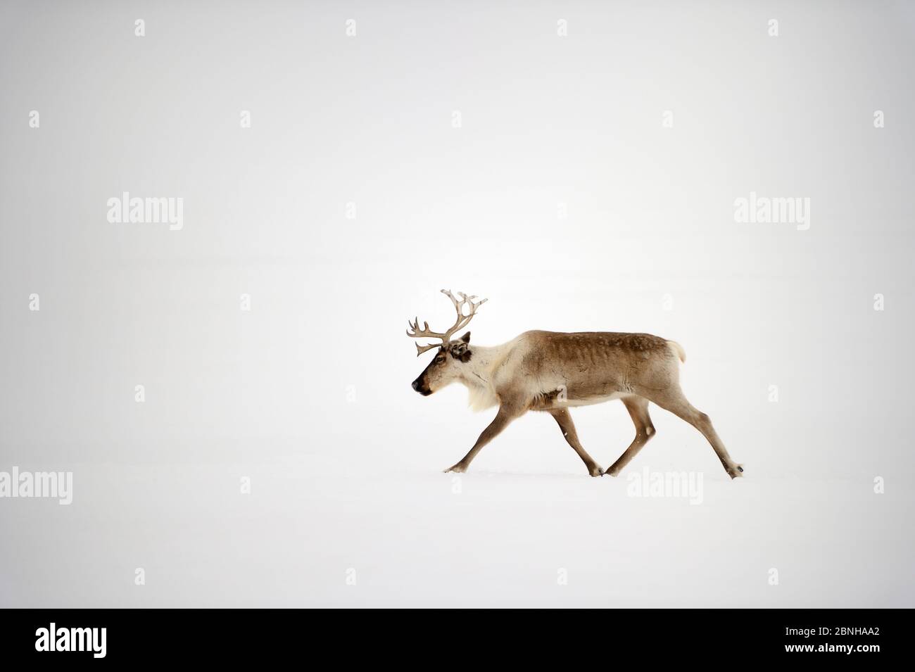 Reindeer side profile hi-res stock photography and images - Alamy