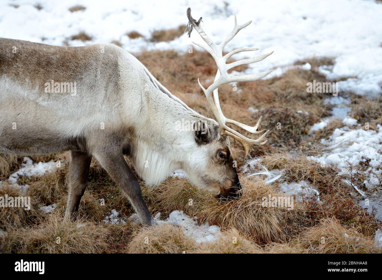 Reindeer side profile hi-res stock photography and images - Alamy