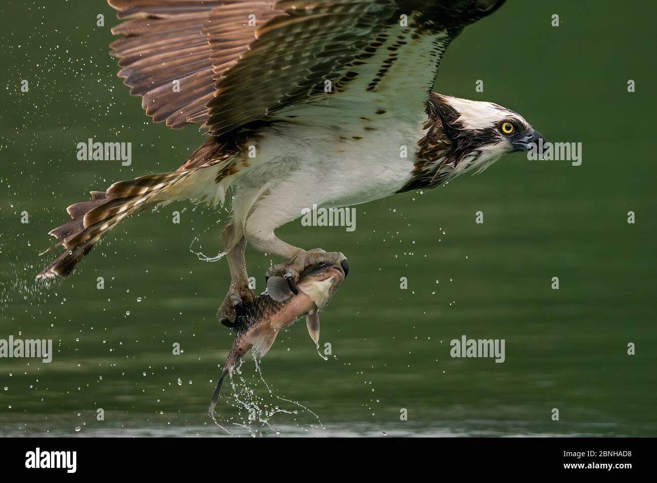 Amazing picture of an osprey or sea hawk hunting a fish from the water ...