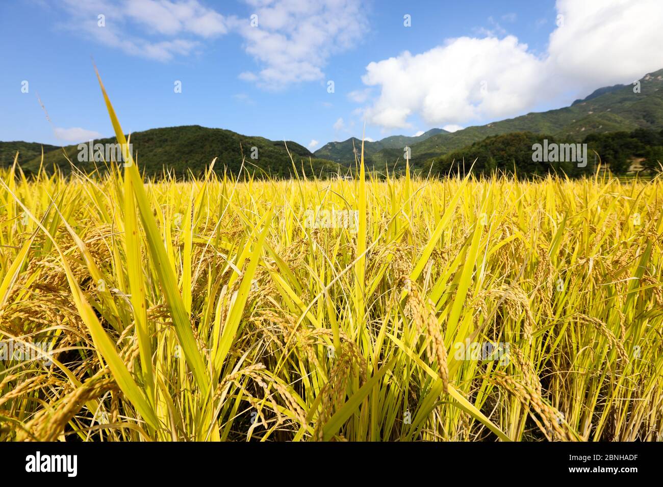 Yellow rice fields with clouds in the blue sky Stock Photo - Alamy