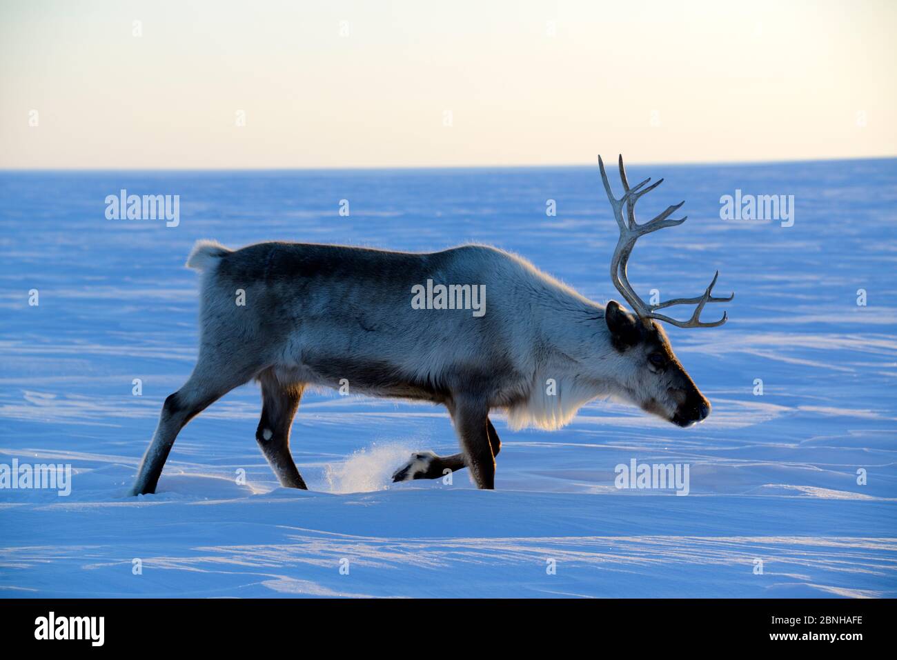 Reindeer side profile hi-res stock photography and images - Alamy