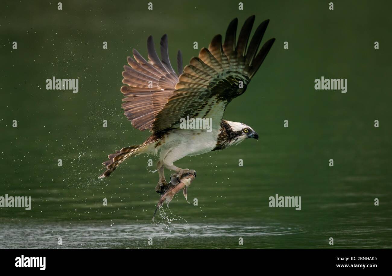 Amazing picture of an osprey or sea hawk hunting a fish from the water ...