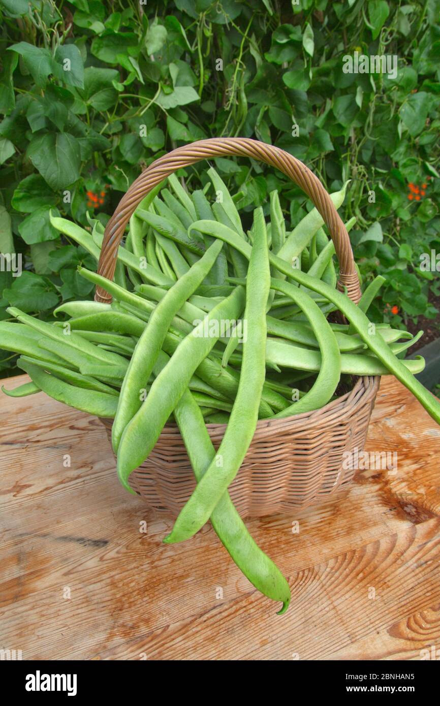 Runner beans gathered from garden vegetable patch Stock Photo - Alamy