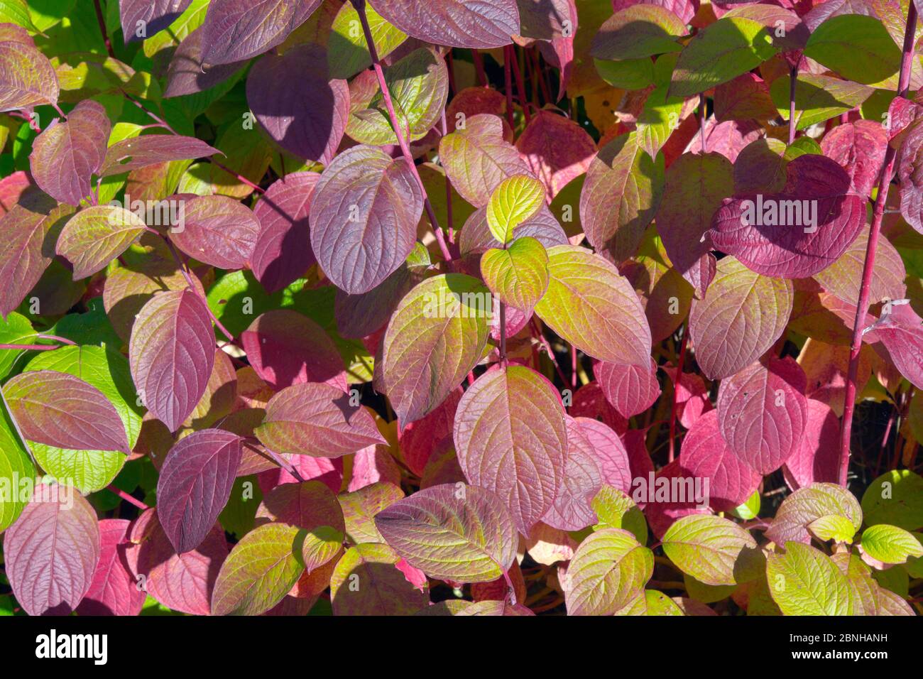 Himalayan Birch Tree High Resolution Stock Photography and Images - Alamy