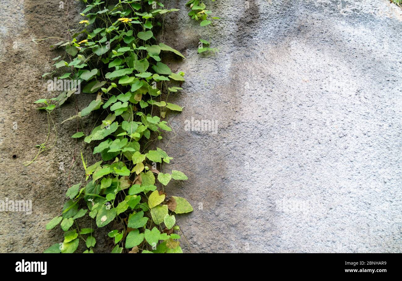 Vine covered rock hi-res stock photography and images - Alamy