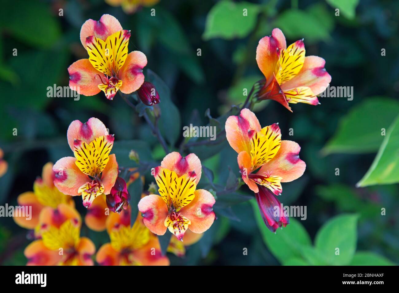 Alstroemeria seed hi-res stock photography and images - Alamy