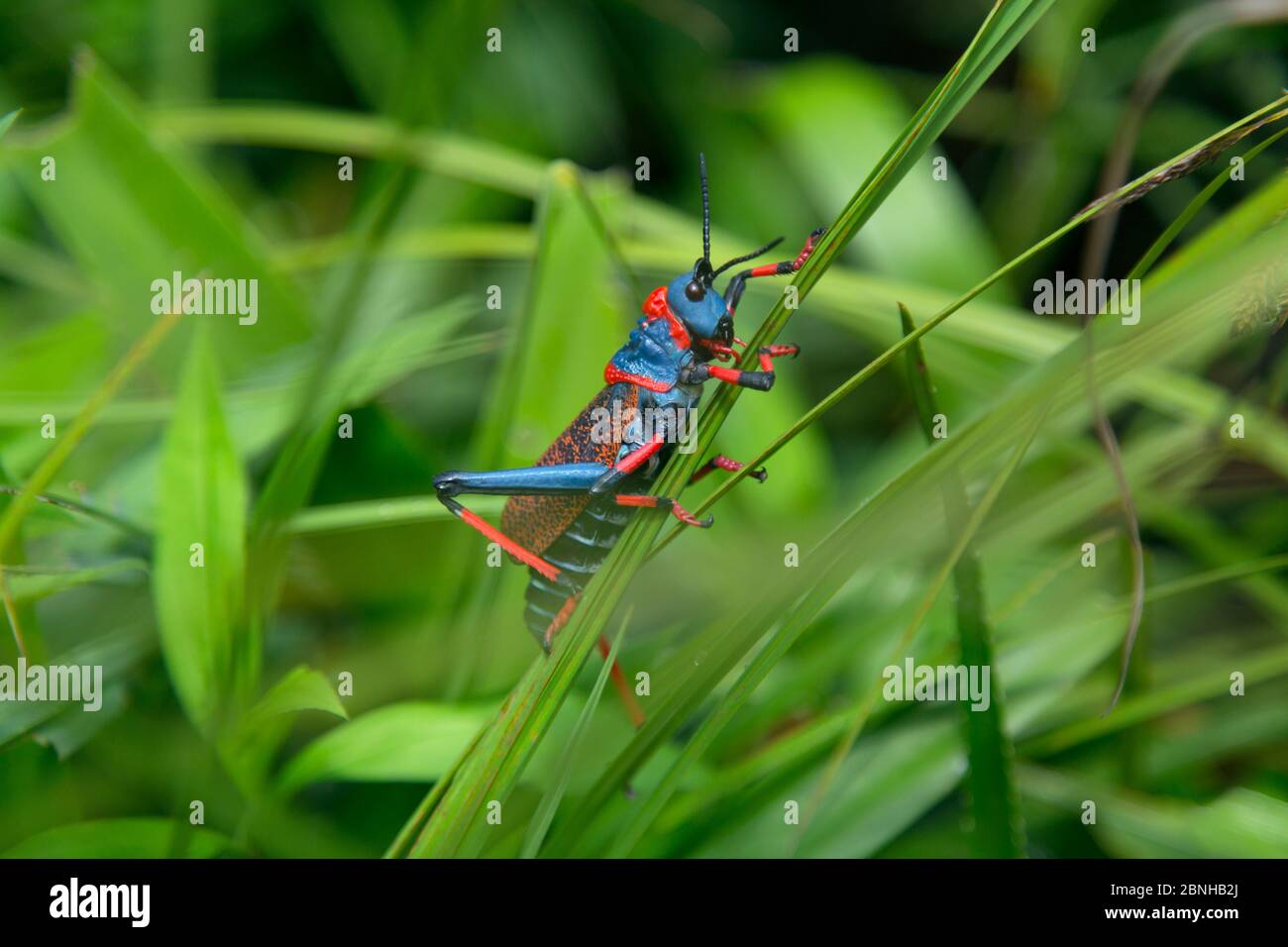 Koppie foam grasshopper (Dictyophorus spumans) on grass, Natal, South ...