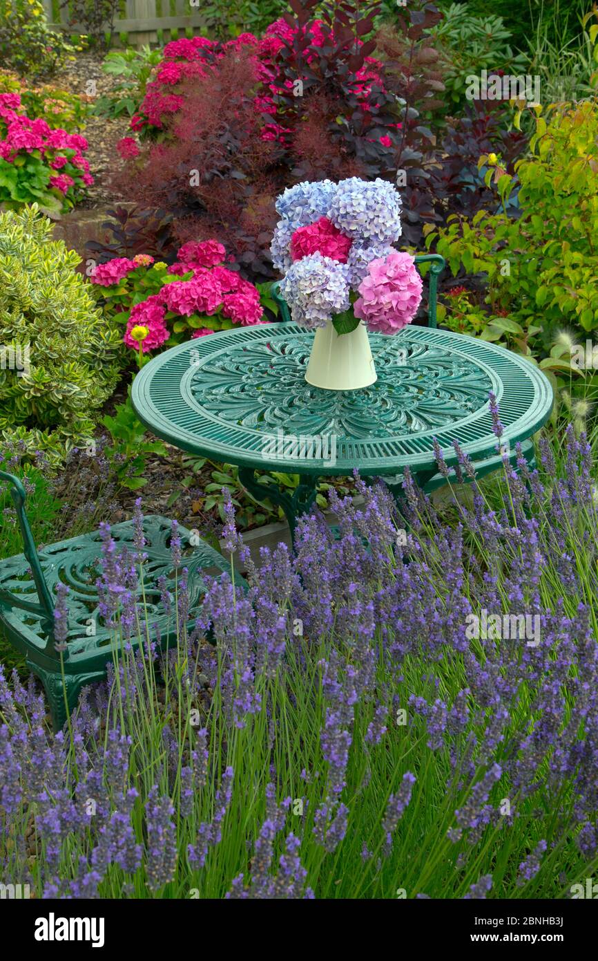 Hydrangeas (Hydrangea sp) flower arrangement on garden table, England ...
