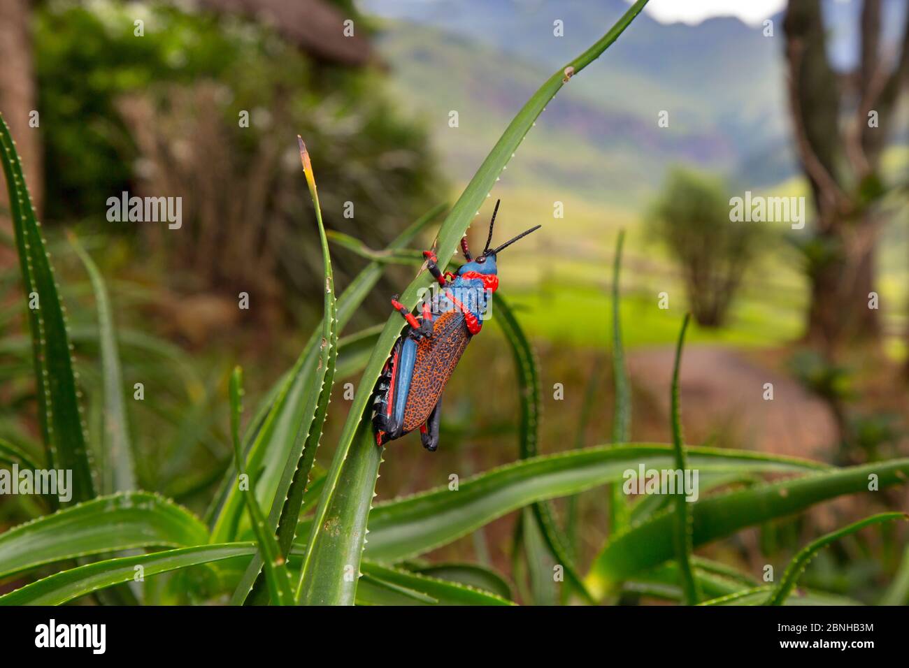Koppie foam grasshopper (Dictyophorus spumans) on grass, Natal, South ...