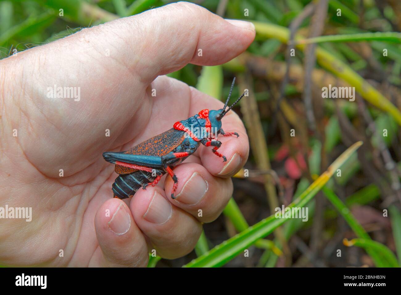 Koppie foam grasshopper (Dictyophorus spumans) held in human hand ...