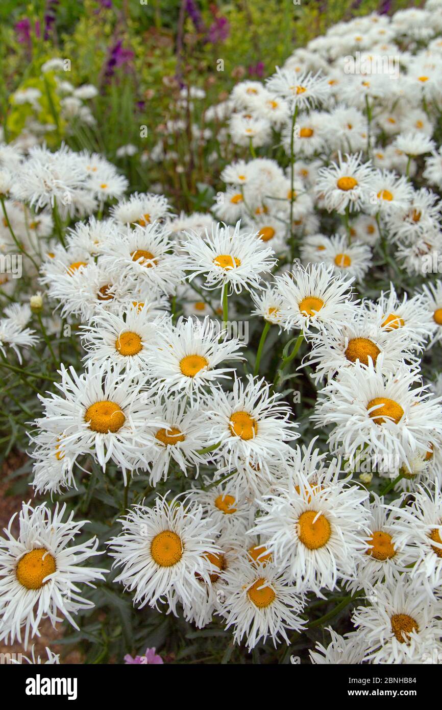 Shasta daisy (Leucanthemum x superbum) flowers, cultivated plant Stock ...