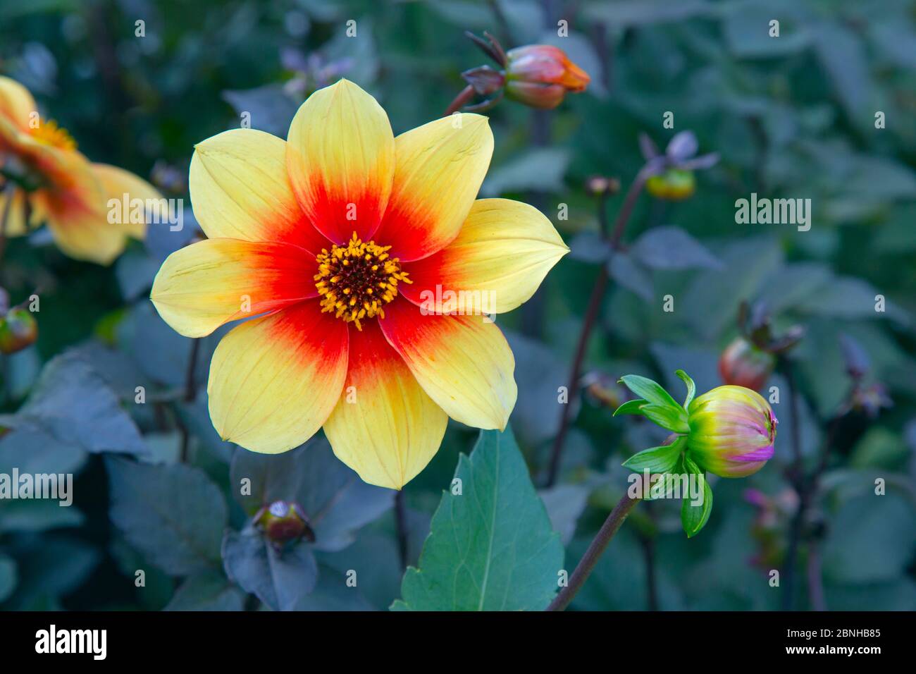 Dahlia 'Moonfire' flower, cultivated plant growing in garden border ...
