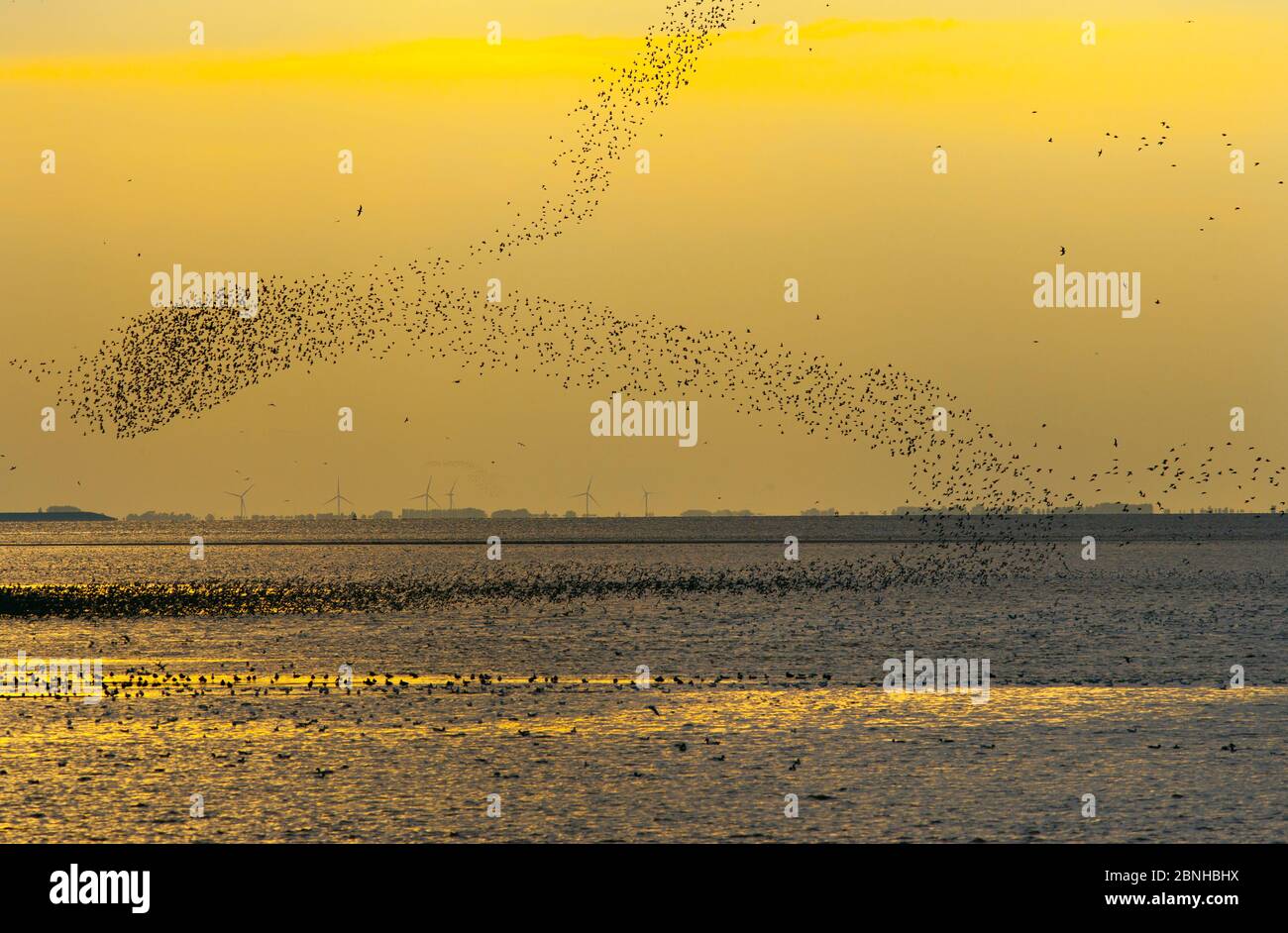 Flock of wading birds hi-res stock photography and images - Alamy