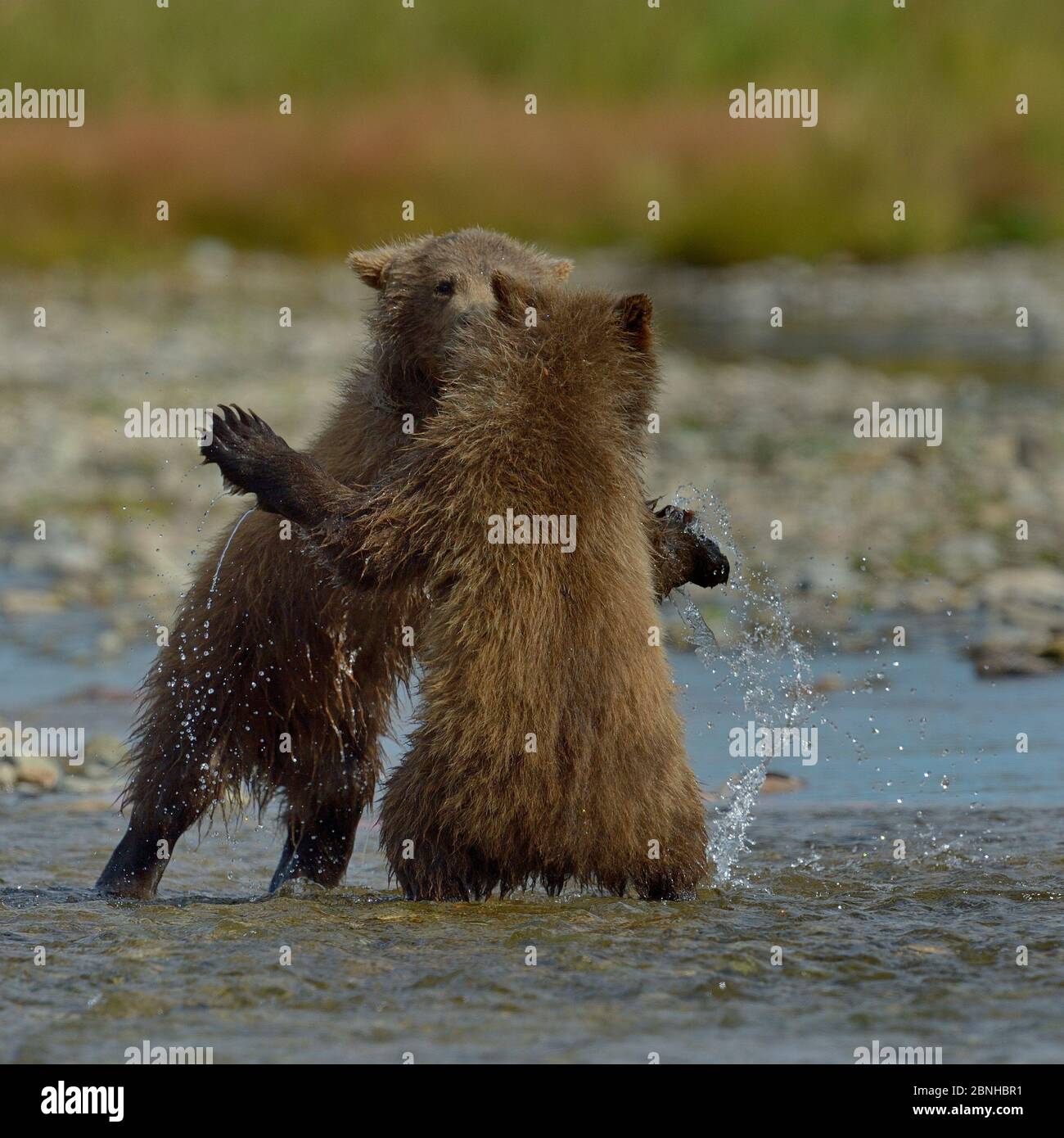 Grizzly bear usa fighting hi-res stock photography and images - Alamy