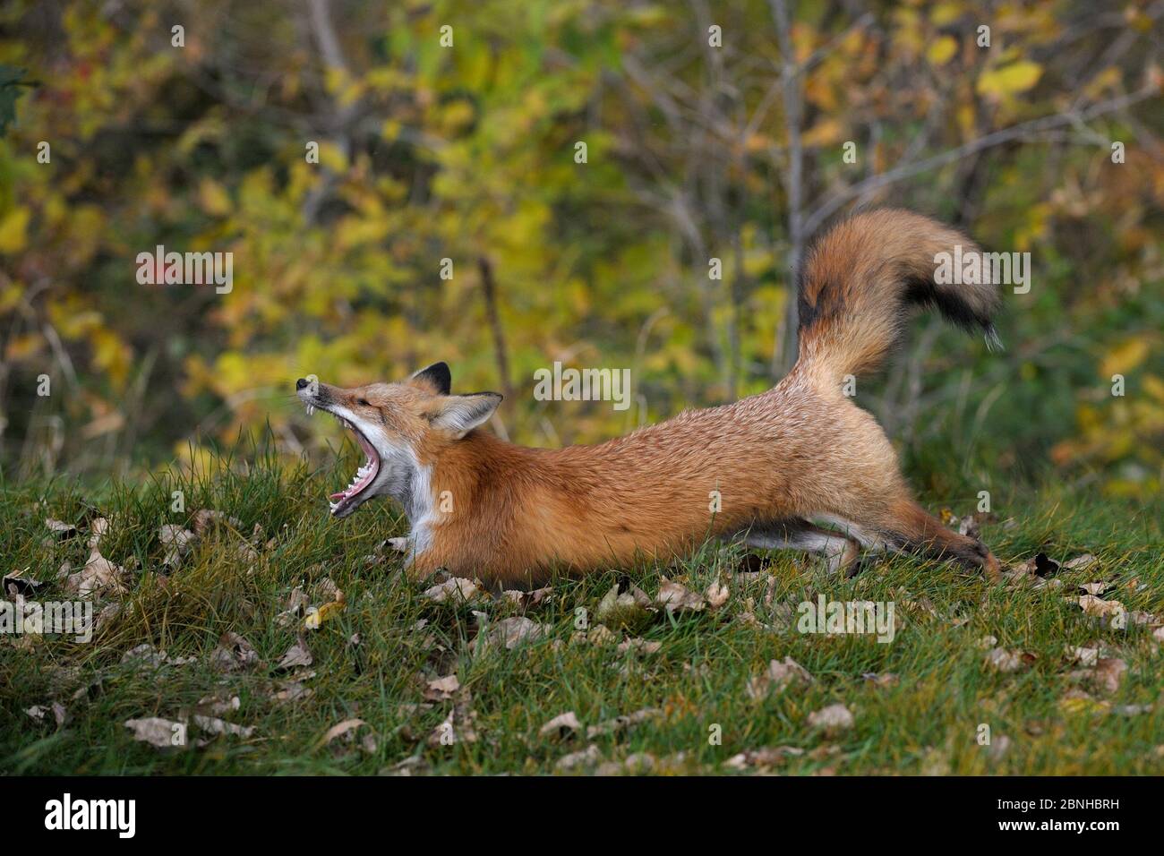 Red fox (Vulpes vulpes) stretching and yawning, in tundra in autumn ...