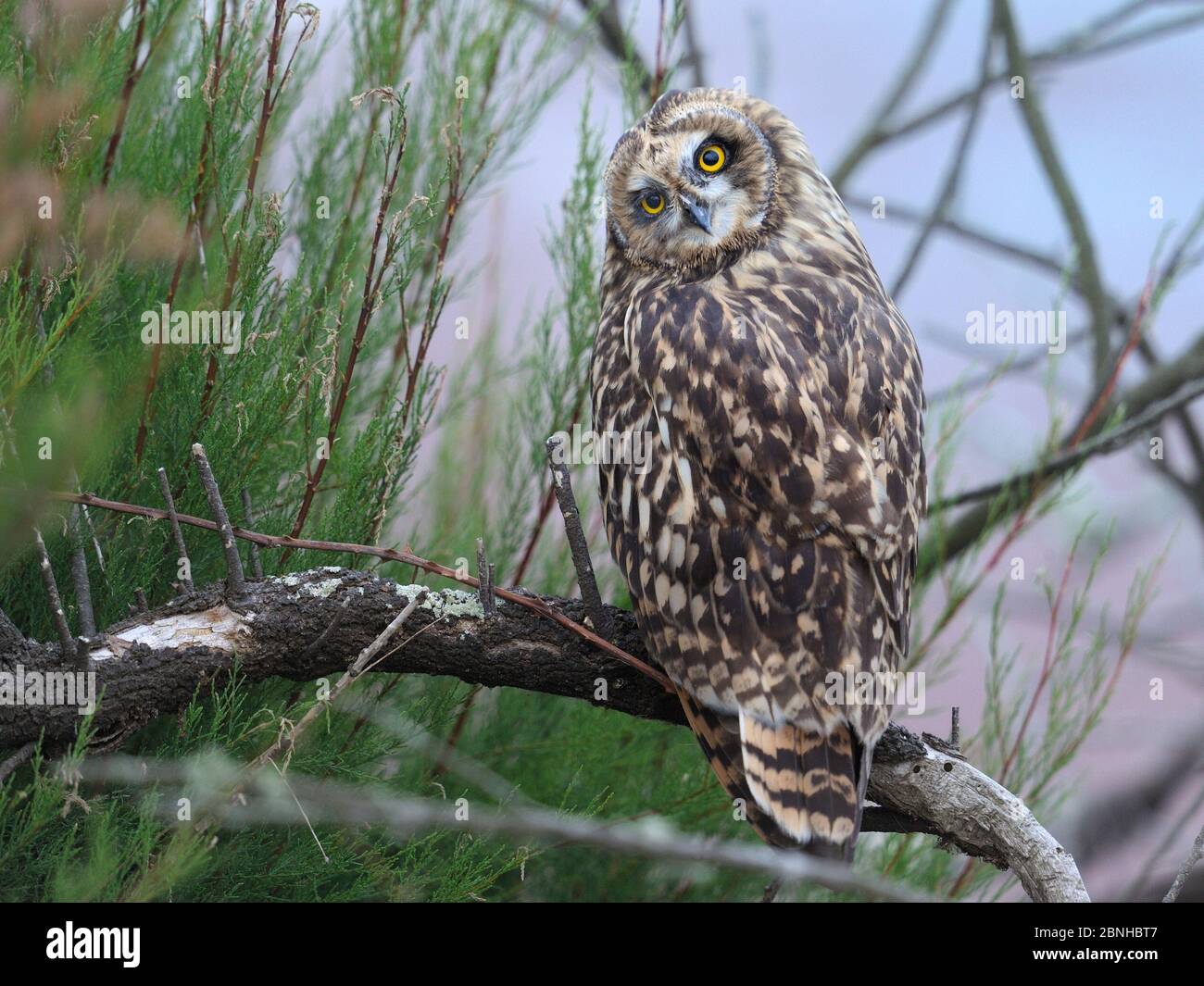 Short eared owl (Asio flammeus) tilting head upside down and backwards ...