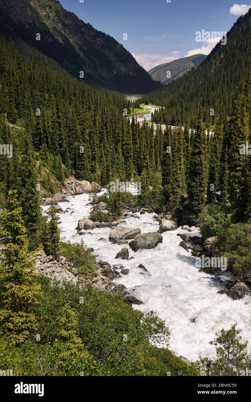 Karakol river in the mountain valley and forest with big pine trees in ...