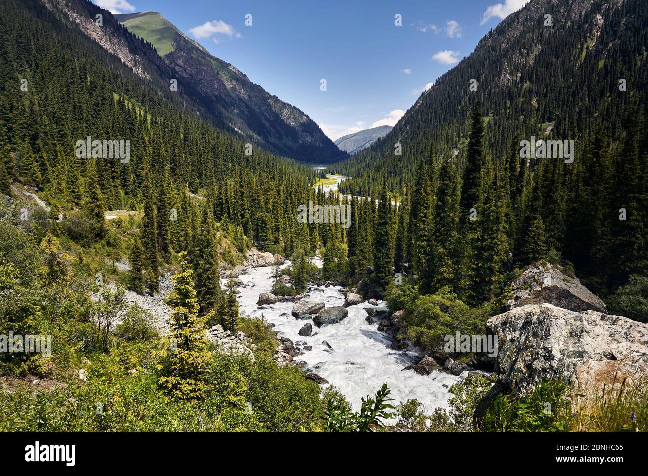 Karakol river in the mountain valley and forest with big pine trees in ...