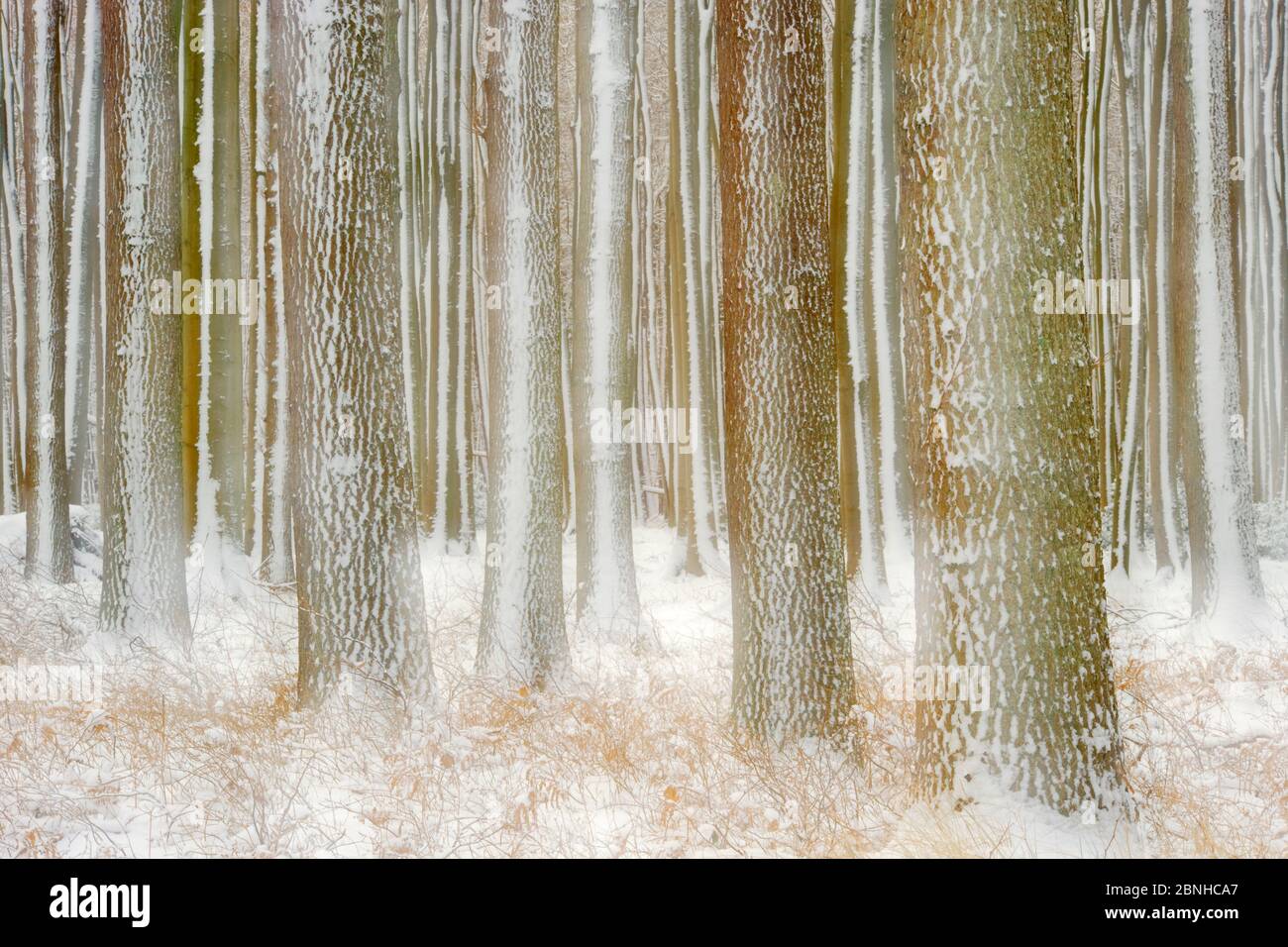 European beech (Fagus sylvatica) and English oak (Quercus robur ...
