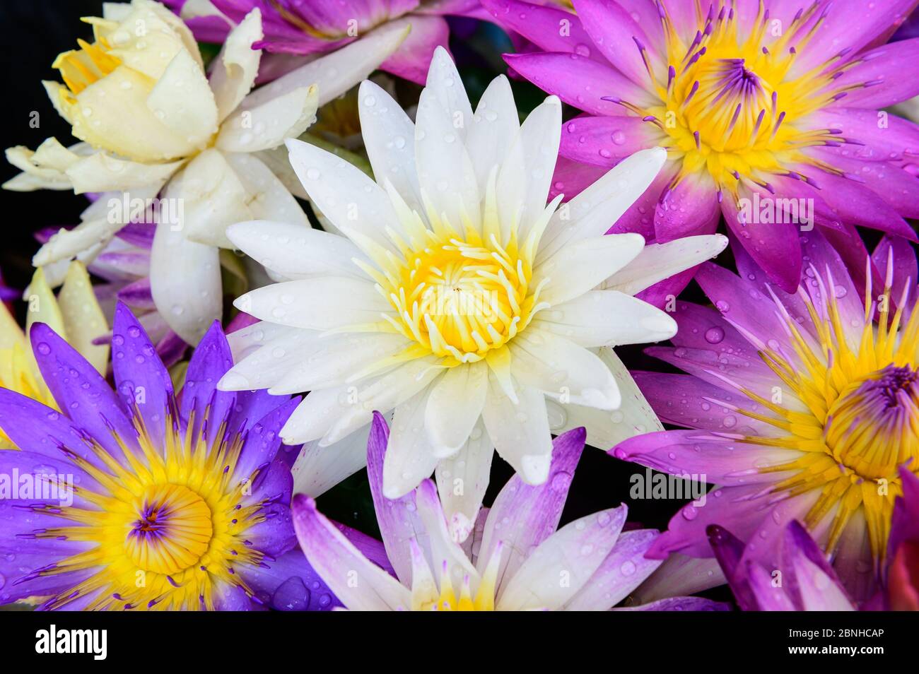 Group of lotus flowers full bloom Stock Photo - Alamy