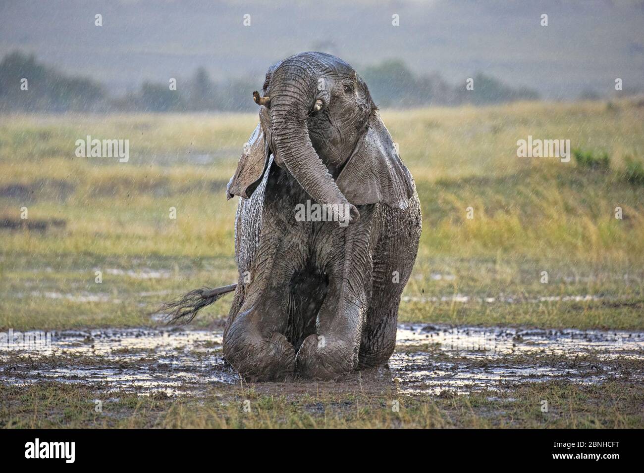 Wallows in mud hi-res stock photography and images - Alamy