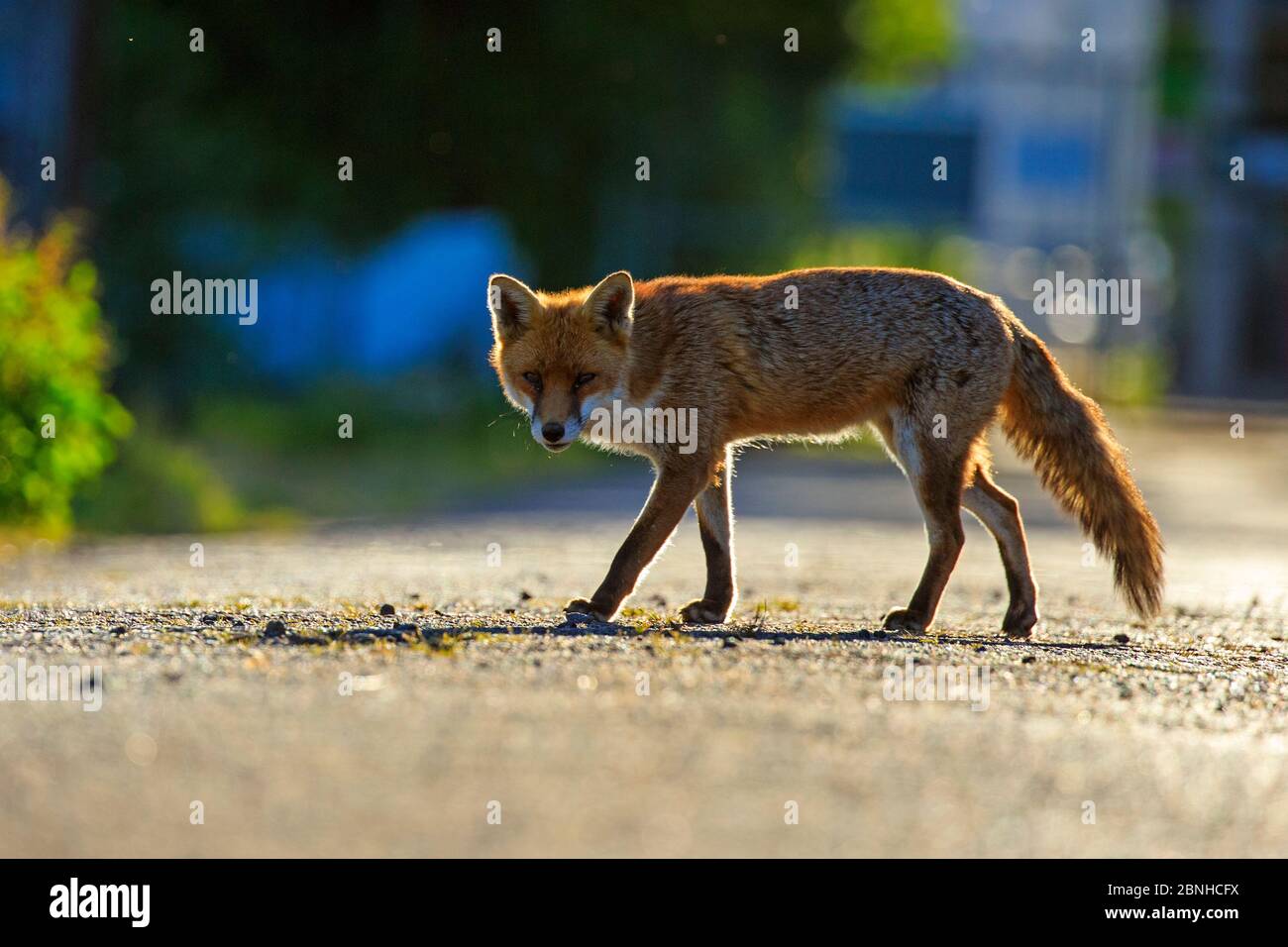 Urban wildlife cardiff hi-res stock photography and images - Alamy