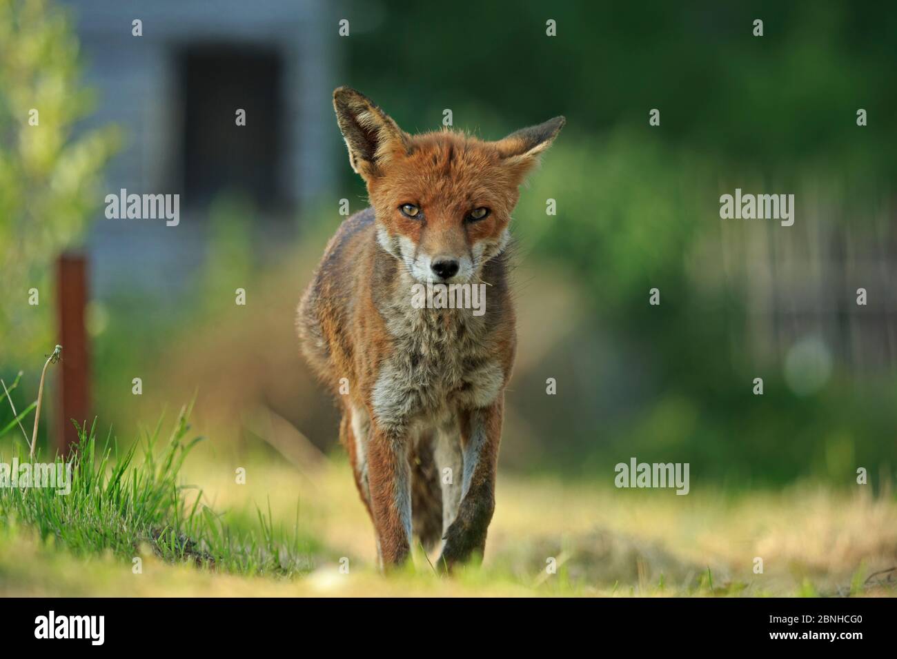 Fox mange hi-res stock photography and images - Alamy
